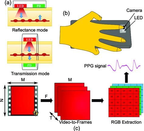 Methodology Of PPG Waveform Acquisition A Two Different Modes With Download Scientific