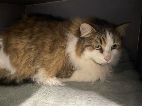 Sassi Too Looking For A New Home Bundaberg Now