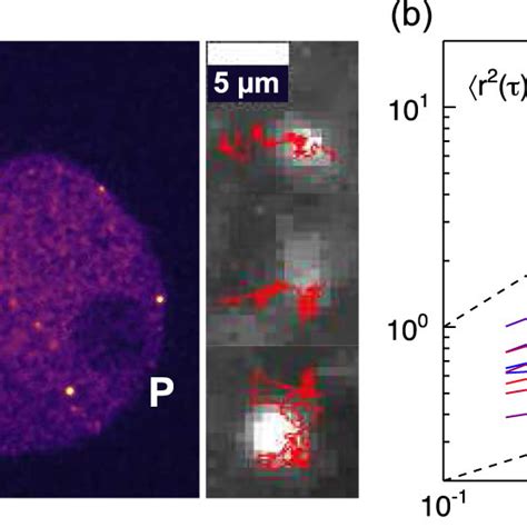 A Representative Image Of A C Elegans Embryo Two Pixel