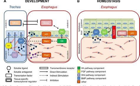 Esophagus Development Semantic Scholar