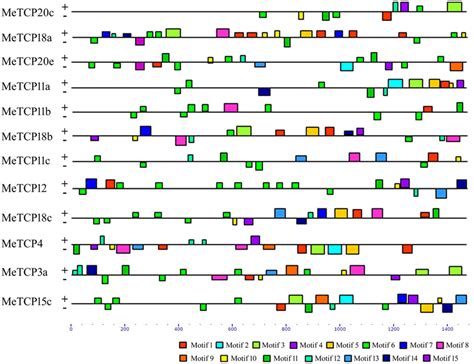 The Conserved Dna Sequence Motifs Analysis Of Cold And Download Scientific Diagram