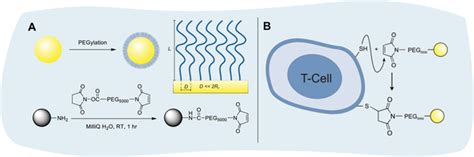 A Synthesis Of Maleimide‐functionalized Pegylated Polystyrene Download Scientific Diagram