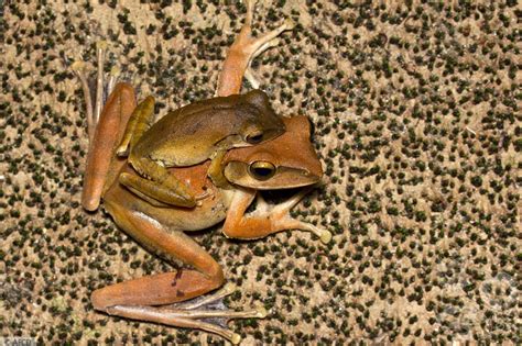 Hkbih Species Gallery