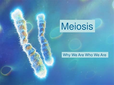 Ppt Meiosis Powerpoint Presentation Free Download Id