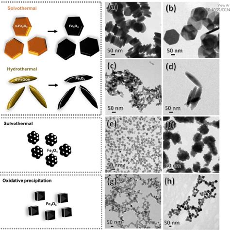 Synthesis Routes Followed To Obtain Mnps With Different Shapes Download Scientific Diagram
