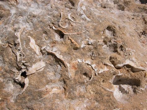 Imageafter Image Nature Extinct Extincted Shell Shells Fossil Fossils