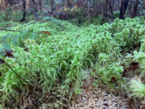 Discovering The Hidden World Of New Zealands Moss Meenanzcraft