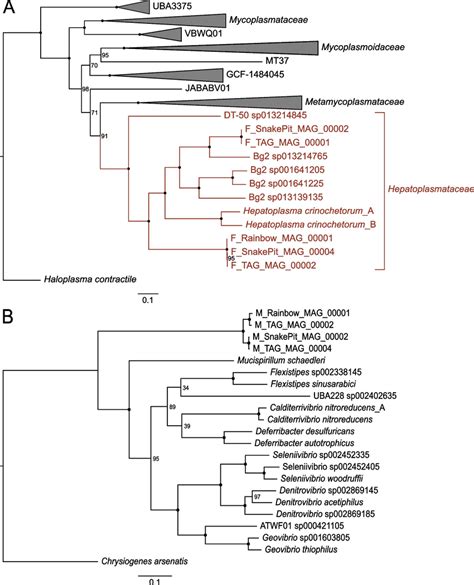 maximum likelihood phylogenetic tree using iq tree v2 0 3 with the