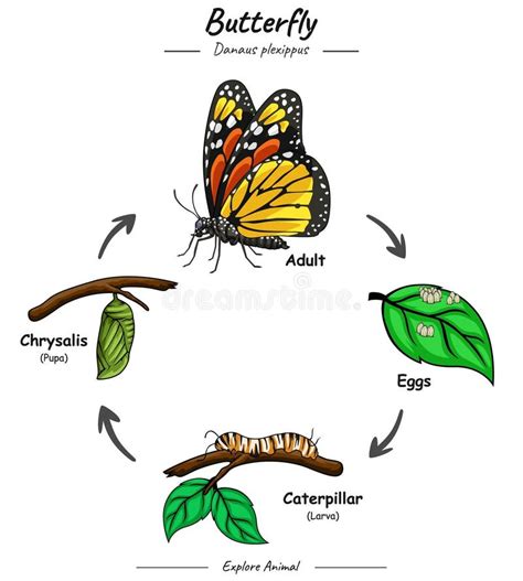 Ciclo De Vida Da Borboleta Ilustração Do Vetor Ilustração De Diagrama