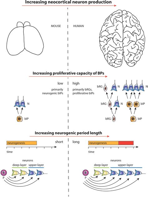 Frontiers Length Of The Neurogenic Period—a Key Determinant For The