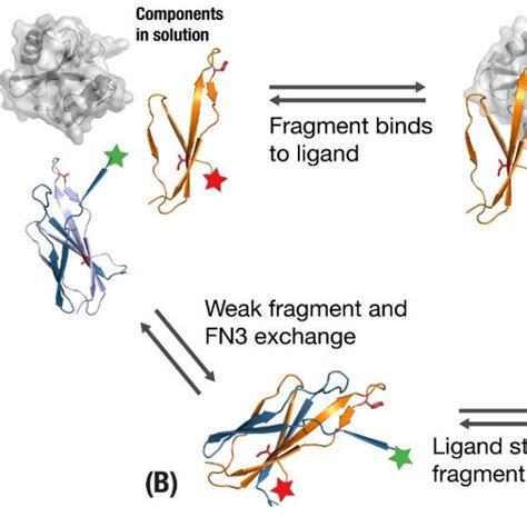 Applications Of Monomeric Antibody Domains A Antibody Drug Conjugate