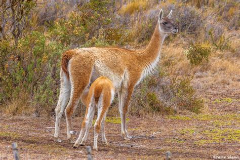 Mother Guanaco Patagonia Chile Steve Shames Photo Gallery