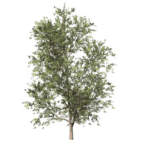 Tutup Kaca Trees Texture