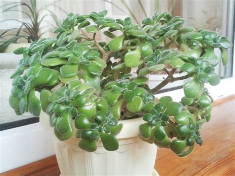 Красула, товстянка, грошове дерево - Crassula. Догляд за красулою