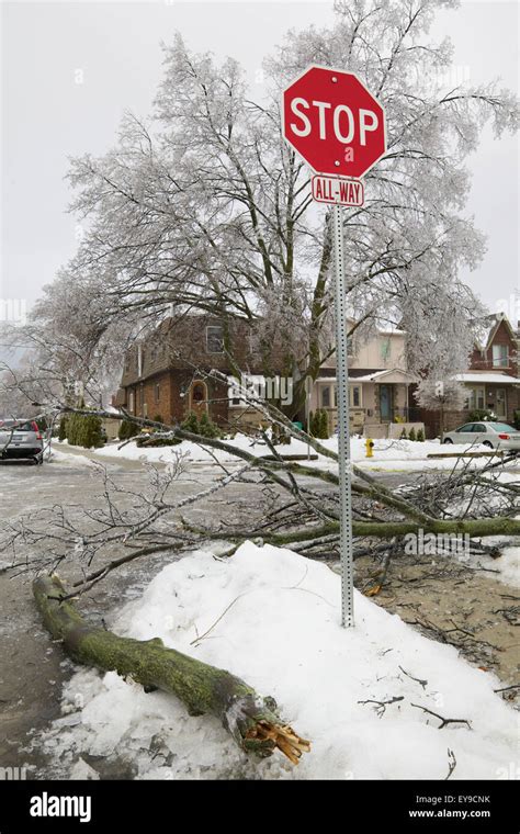 Ice Storm Damage In Leaside Neighborhood Toronto Ontario Canada