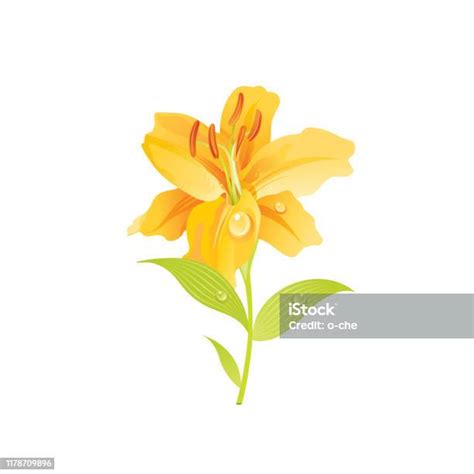 백합 꽃 꽃 아이콘입니다 현실적인 만화 귀여운 식물 꽃 봄 여름 정원 기호입니다 인사말 카드 T 셔츠 인쇄 장식 디자인에 대한 벡터 일러스트레이션 흰색 배경에 격리 0명에