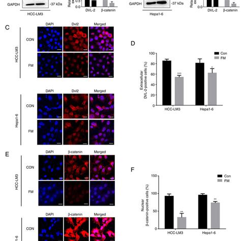 Effect Of Fm On The Wntβ Catenin Signaling Pathway In Liver Cancer