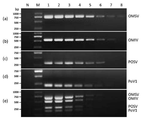 Optimization Of The Annealing Temperature On Uniplex Rt Pcr Detection Download Scientific