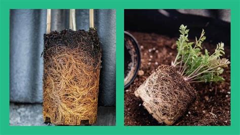 Mint Leaves Turning Yellow Here S Why How To Save Your Plant