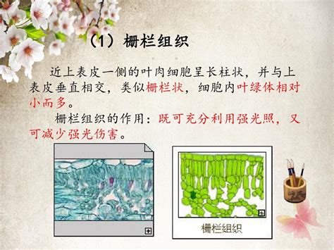 双子叶植物叶的结构 Word文档在线阅读与下载 无忧文档