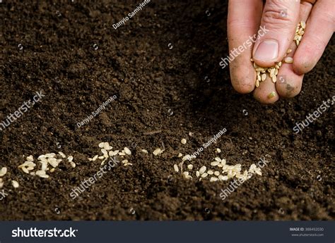 Closeup Males Hand Planting Seeds Stock Photo Shutterstock