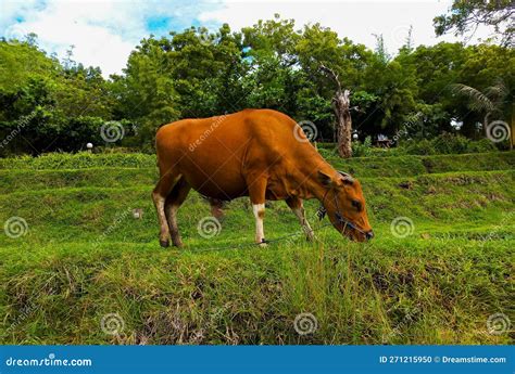 The Bali Cattle And X28 Bos Javanicus Domesticusand X29 Have A Hump A White Rump Patch Stockings