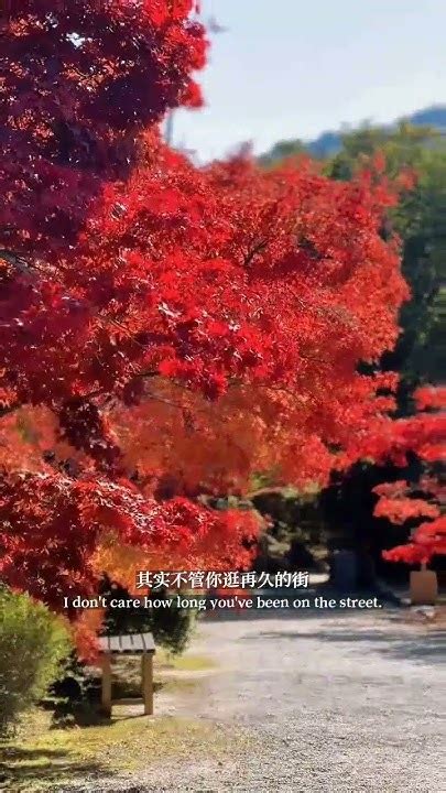 你第一次心动的人 兜兜转转再遇见 你还会心动吗 情感共鸣 文案 治愈系 红叶 京都 治愈系风景 被京都的枫叶治 叶 被京都的枫叶治愈了 日本接送机 日本地接 日本地陪 tour 日本