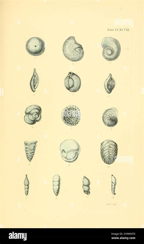 Conchologia Systematica Or Complete System Of Conchology London