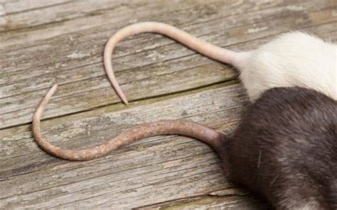 Sexing Rats How To Tell If A Rat Is Male Or Female