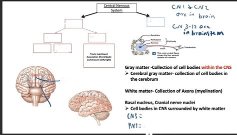 Label Of Cns And More Diagram Quizlet
