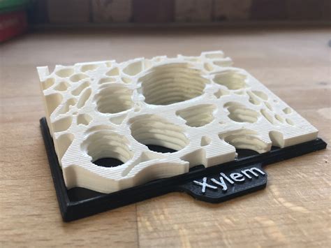3d File Plant Xylem Structure Model With Frame 🌿 ・3d Printable Design To Download・cults