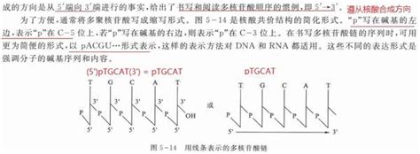 核酸化学 知乎
