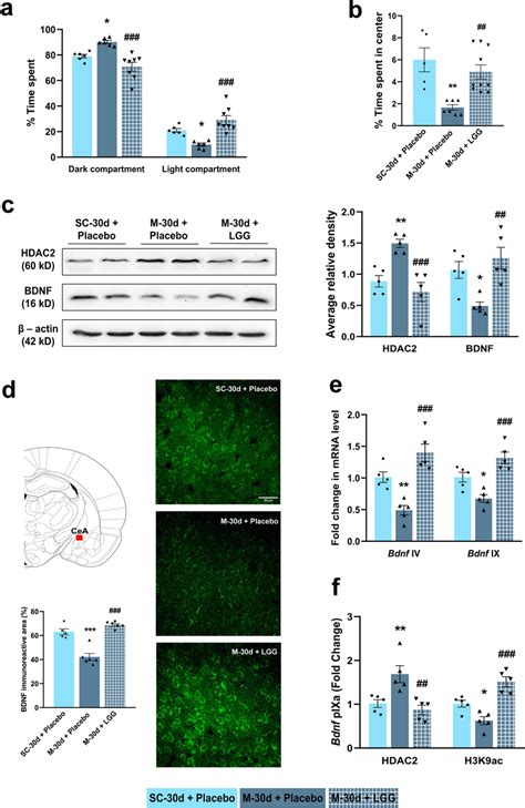 Lactobacillus Rhamnosus Gg Lgg Supplementation Reversed Rmtbi Induced Download Scientific