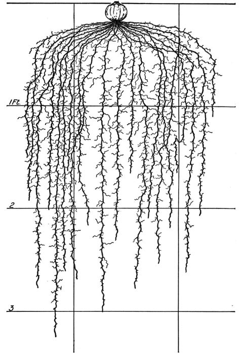 Root Development Of Vegetable Crops General Gardening Growing Fruit Root Development Of Vegetable Crops General Gardening Growing Fruit