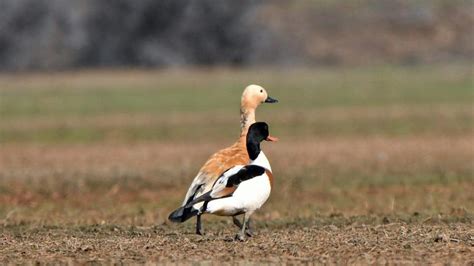 Migratory Duck Geese Population Dwindles In Manipur S Loktak
