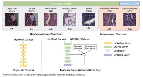 multi scale multi site renal microvascular structures segmentation for