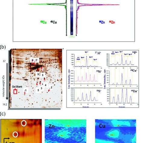 Liquid Chromatography With Icp Ms Detection In Metallomics A Download Scientific Diagram