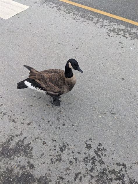 Local 8 S Rogers Sugar Strike Support From PPWC National WCB Advocacy Training Members On