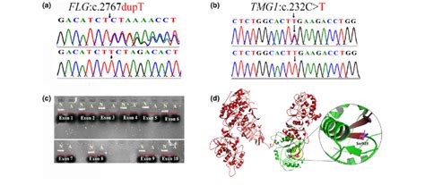 A Sanger Sequencing Chromatograms Of Flg And B Tgm1 Of Heterozygous