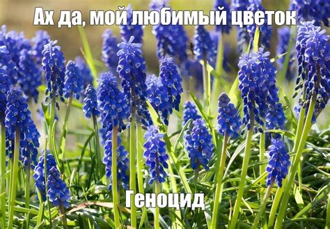 Создать мем "мускари армянский, цветы мускари, мускари мышиный гиацинт ...