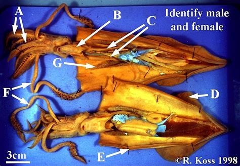 Squid Dissection Male Vs Female