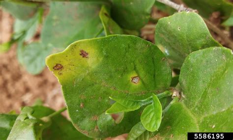 Leaf Spot Pseudocercospora Butleri Syd And P Syd U Braun