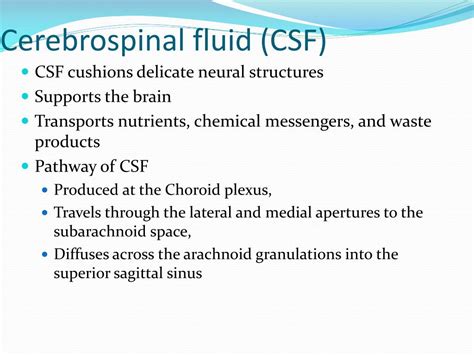 PPT The Nervous System PowerPoint Presentation Free Download ID 2138252