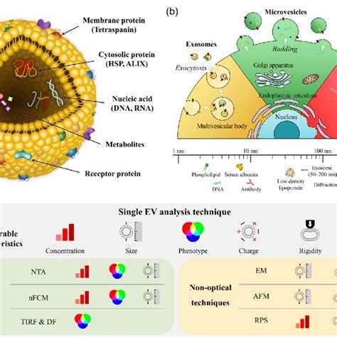 A Schematic Diagram Of The Extracellular Vesicle And Its Components B