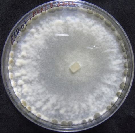 Draft Genome Sequencing And Secretome Profiling Of Sclerotinia
