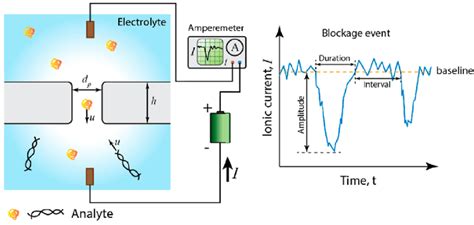 Schematics Showing The Device Structure Of A Typical Nanopore Sensor Download Scientific