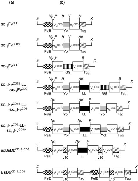 schematic representation of constructed genes encoding scfv and