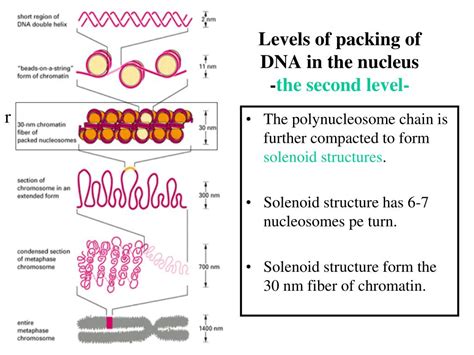 Ppt Structure Of Dna 1 Primary Structure 2 Secondary Structure 3