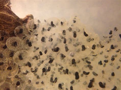 How To Raise Tadpoles Bc Guides
