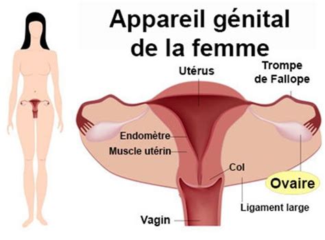 Ovariectomie Définition Technique